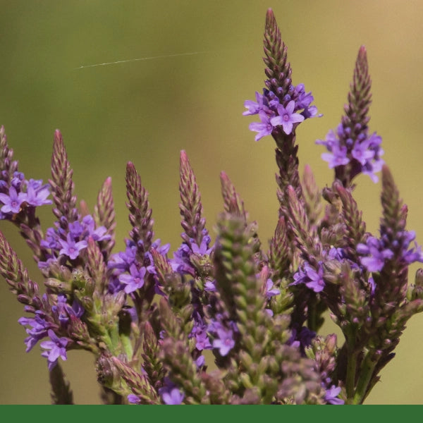 Gaia Garden Herbals Inc.