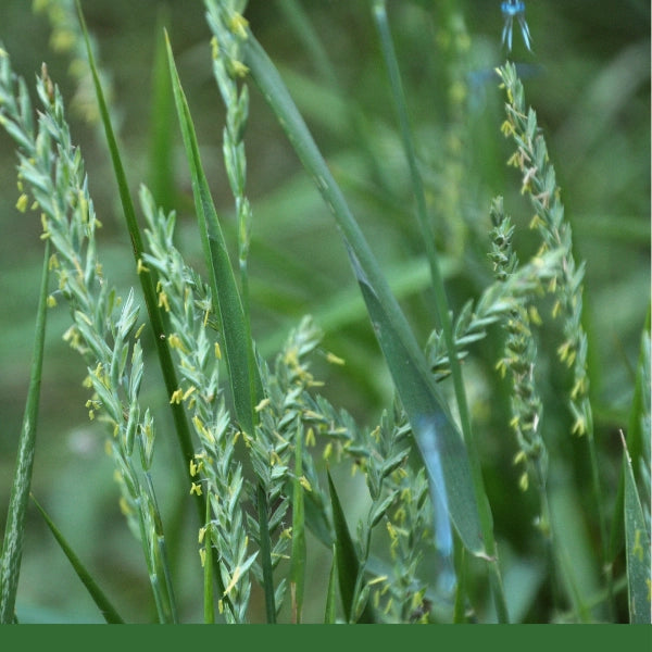 Gaia Garden Herbals Inc.